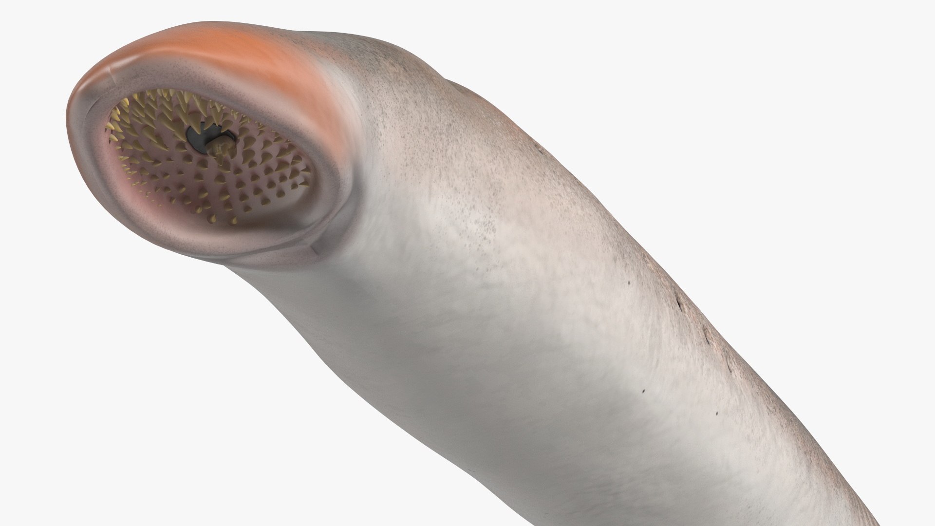 3D Model Lamprey Eel Basic Pose - TurboSquid 2191698