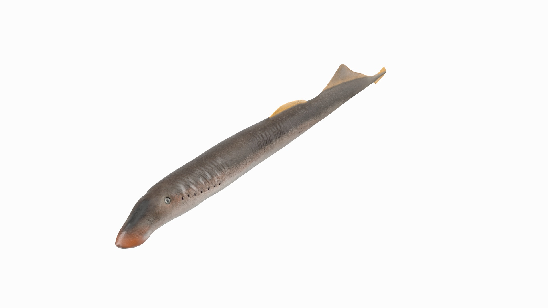 3D Model Lamprey Eel Basic Pose - TurboSquid 2191698