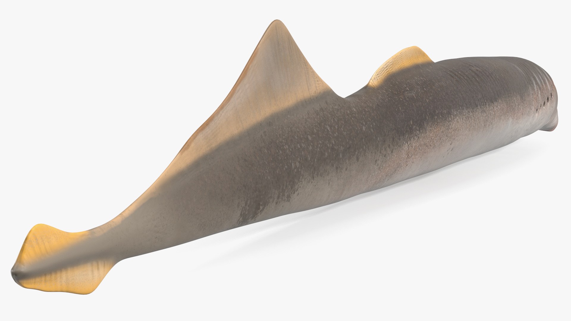 3D Model Lamprey Eel Basic Pose - TurboSquid 2191698