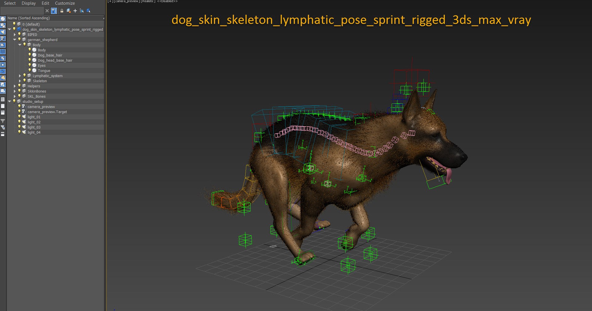 Skin dog skeleton lymphatic model - TurboSquid 1463742