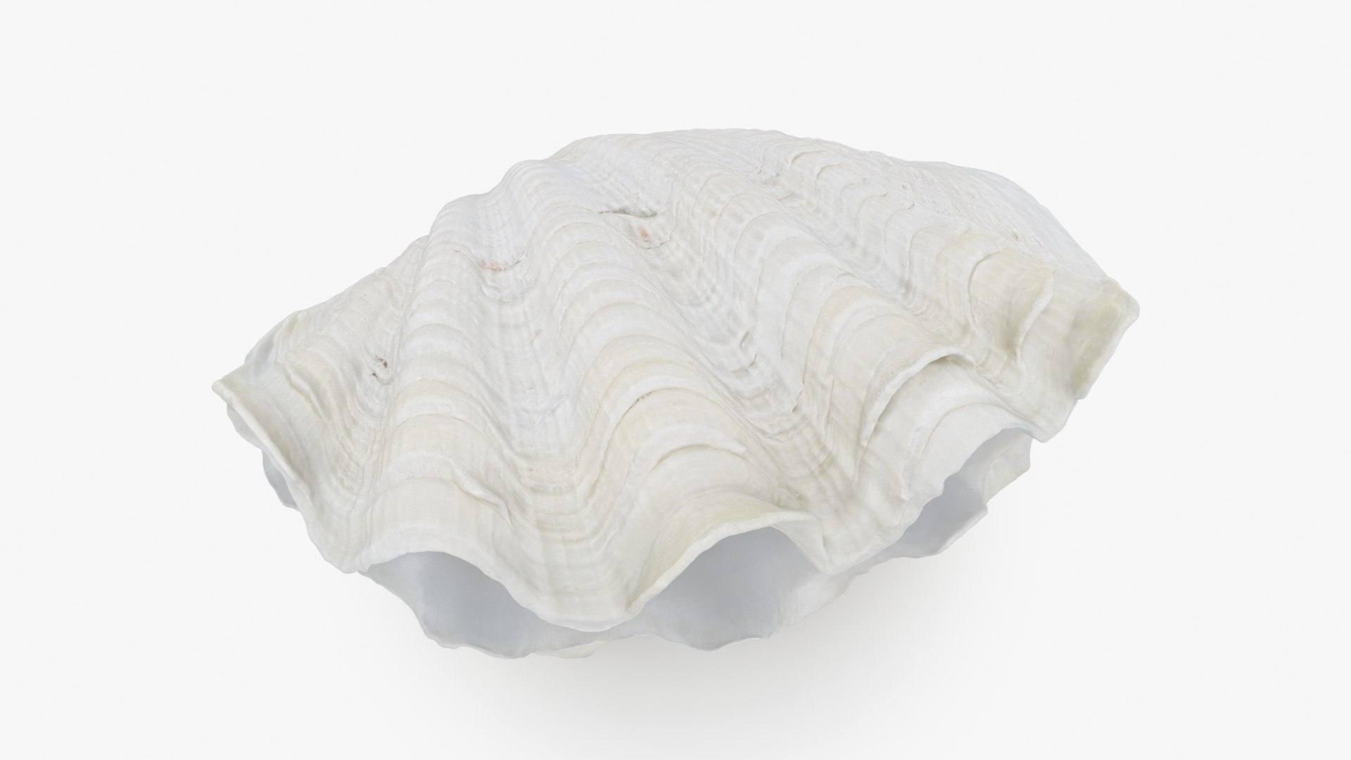 3D Giant Clam Shell Open 2 Model - TurboSquid 2306071