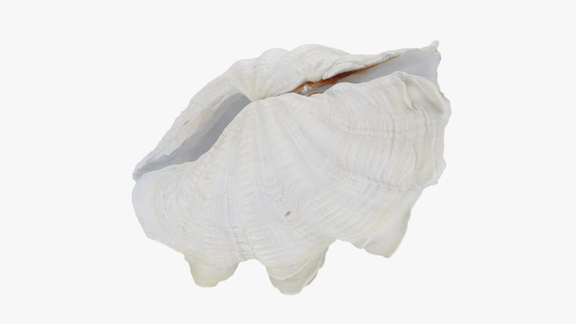 3D Giant Clam Shell Open 2 Model - TurboSquid 2306071