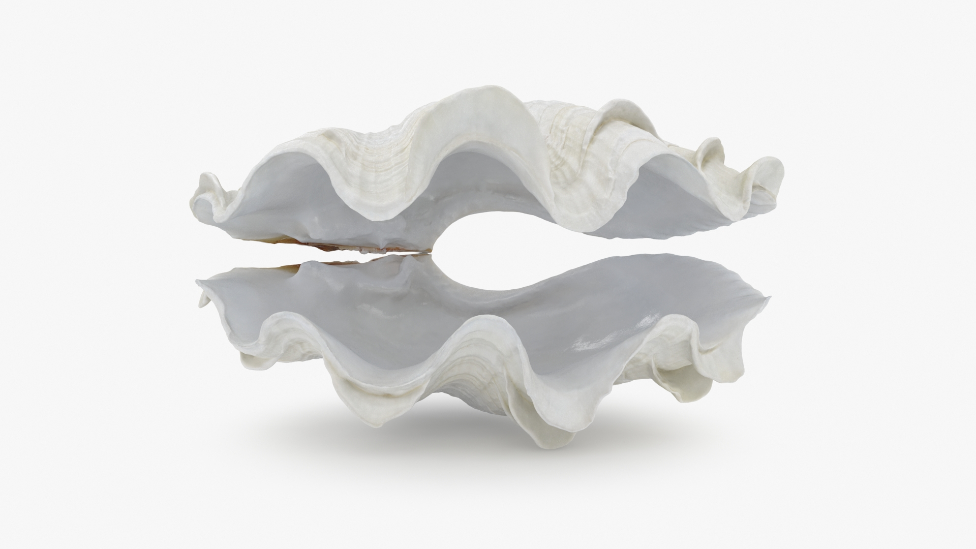 3D Giant Clam Shell Open 2 Model - TurboSquid 2306071