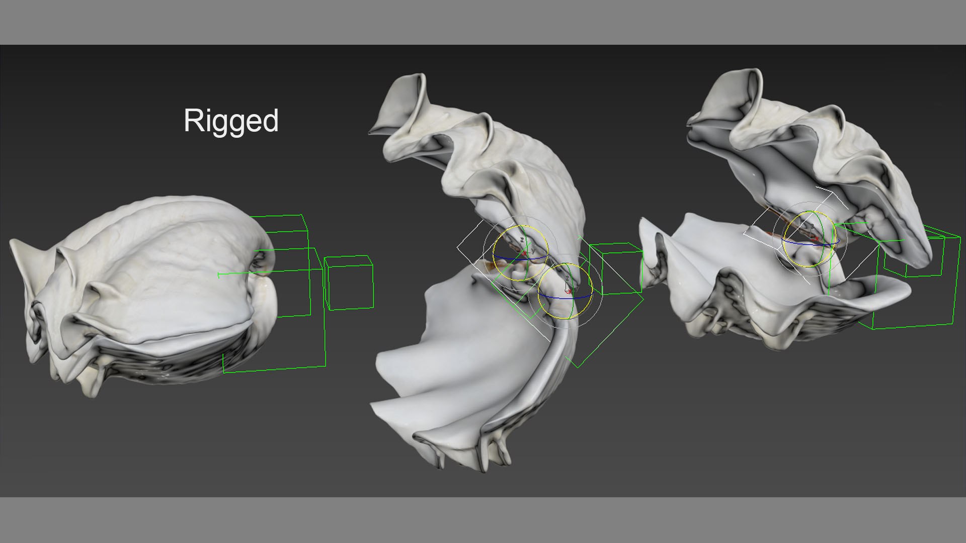 3D Giant Clam Shell Open 2 Model - TurboSquid 2306071