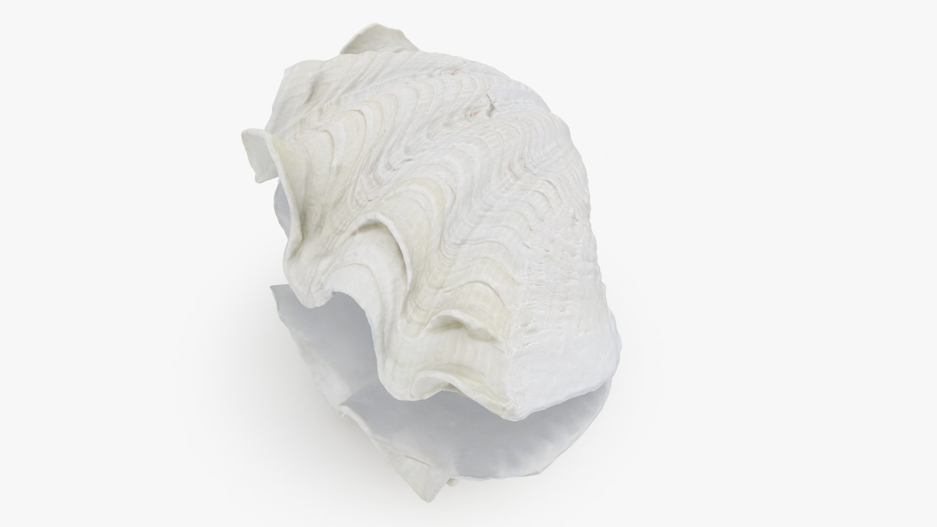 3D Giant Clam Shell Open 2 Model - TurboSquid 2306071