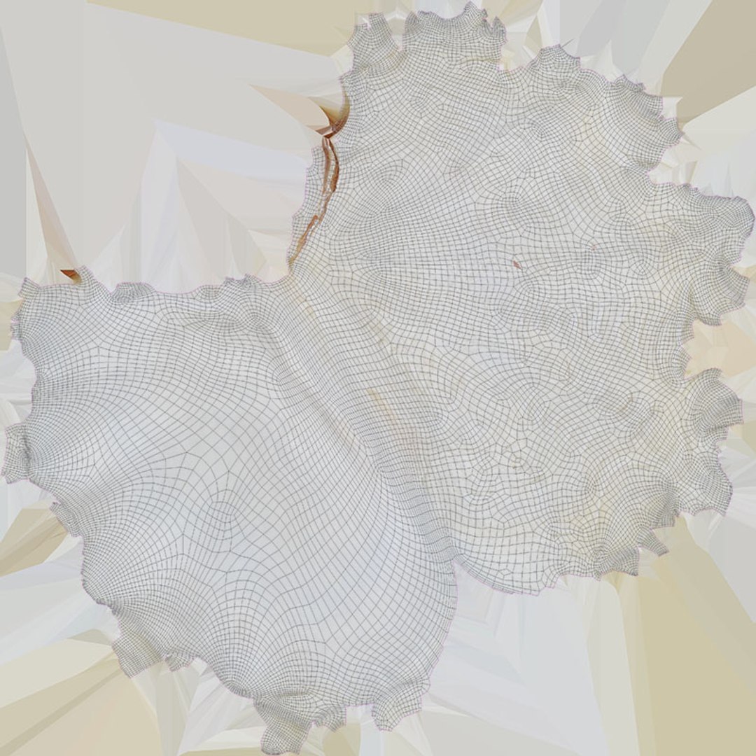 3D Giant Clam Shell Open 2 Model - TurboSquid 2306071