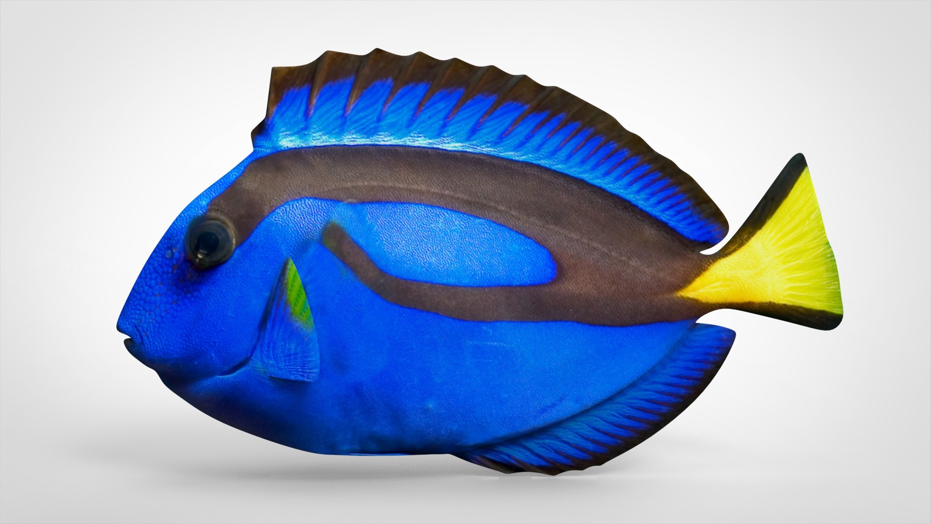 3D модель Blue Tang - TurboSquid 1964852