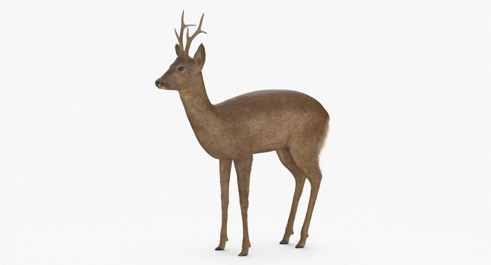 3D European Roe Deer Capreolus Capreolus Male Adult 01 - TurboSquid 2159210