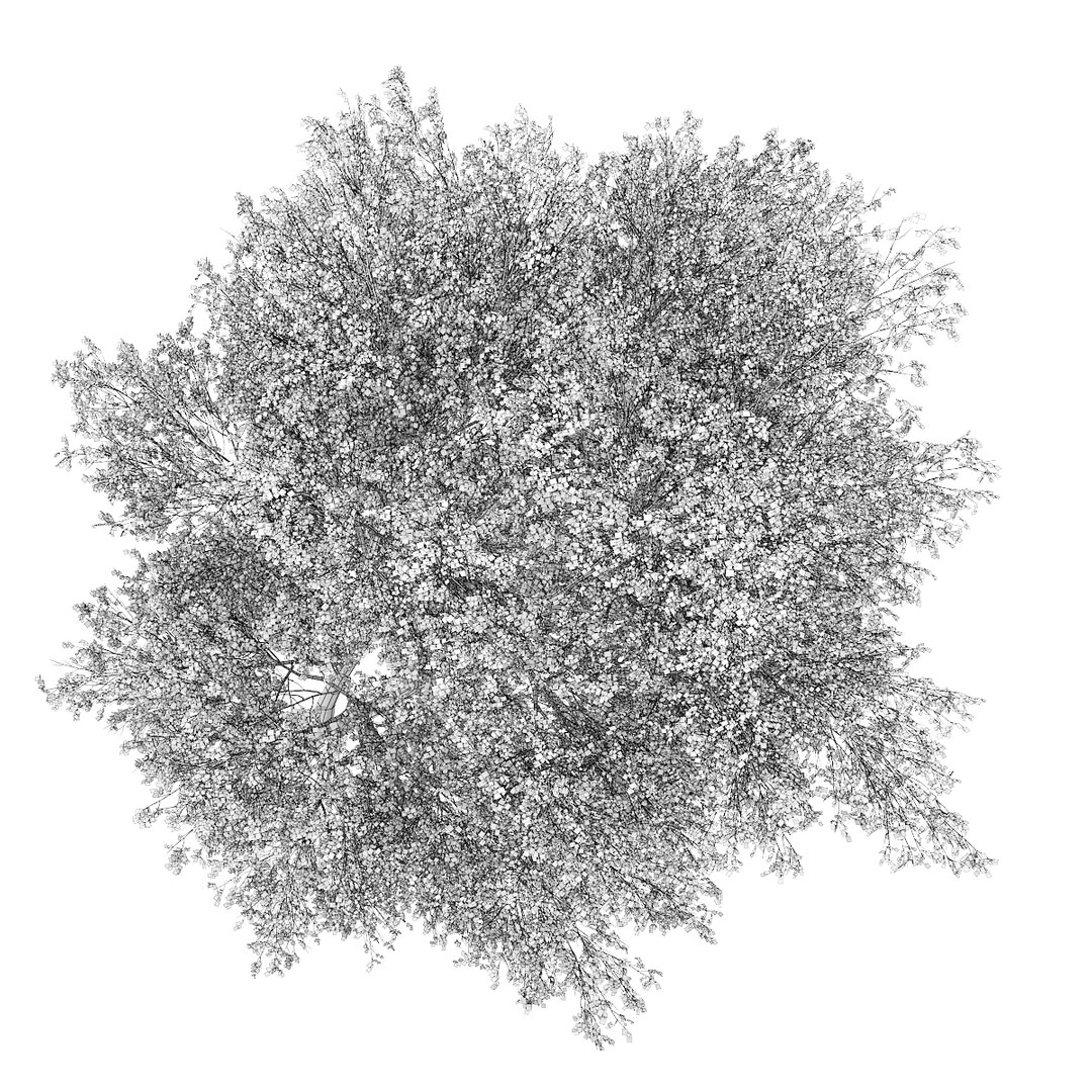 3dsmax Poplar Populus