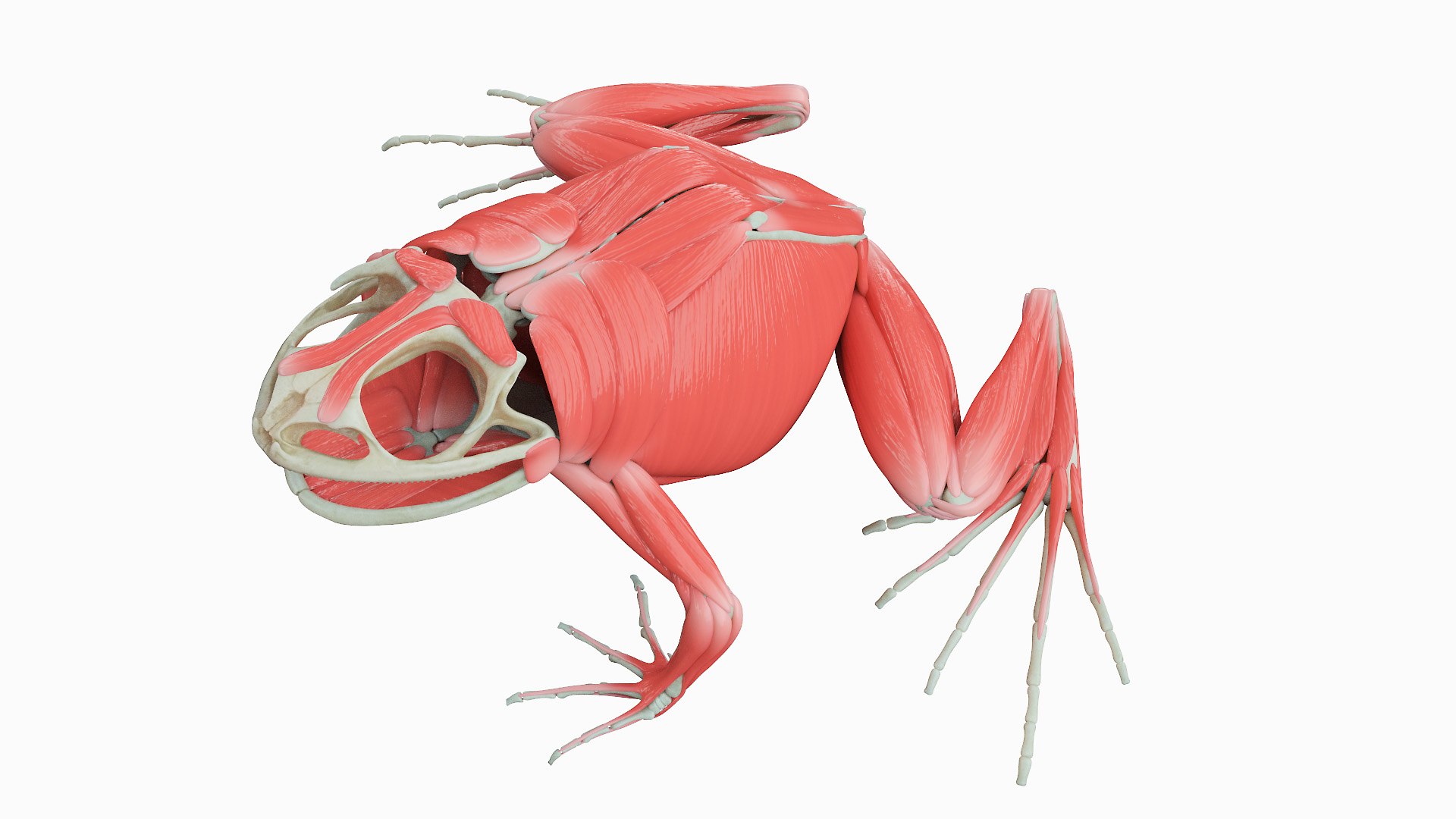 Frog Body Skeleton And Muscles Static 3D Model - TurboSquid 1907016