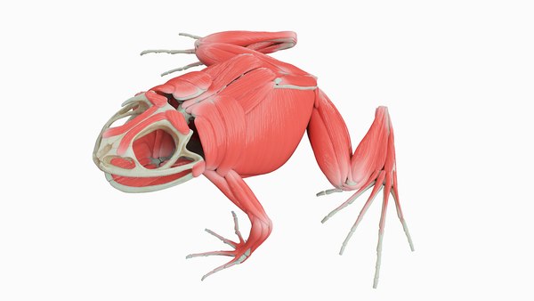 modelo 3d Esqueleto de cuerpo de rana y músculos estáticos - TurboSquid ...
