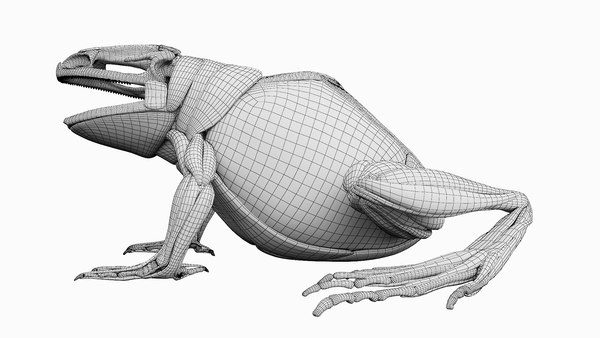 modelo 3d Esqueleto de cuerpo de rana y músculos estáticos - TurboSquid ...