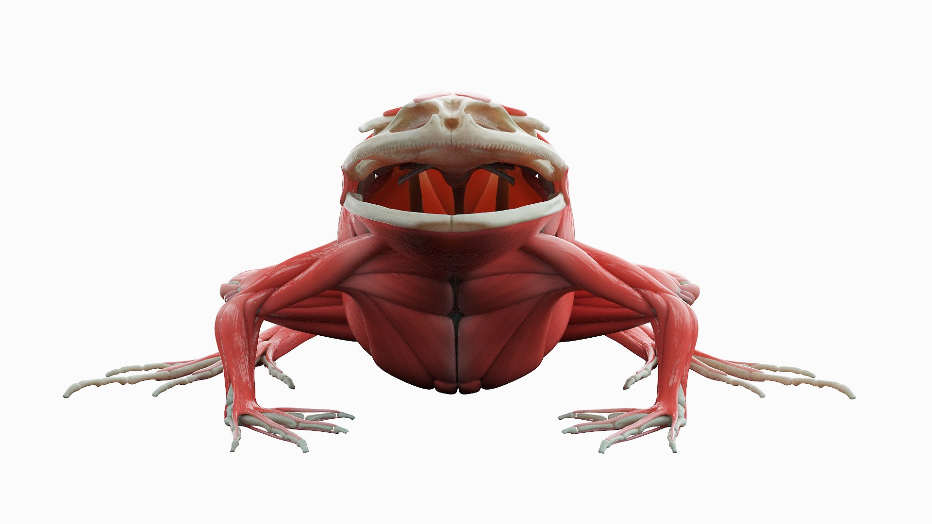 Frog Body Skeleton And Muscles Static 3D Model - TurboSquid 1907016