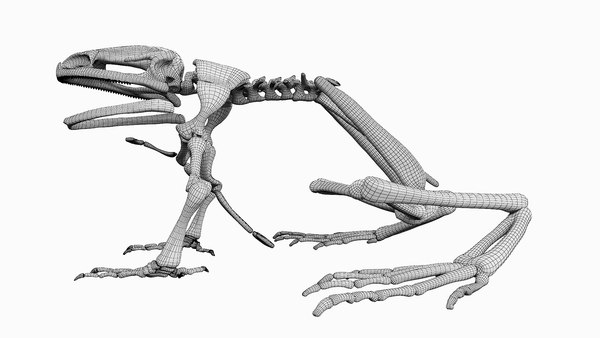 modelo 3d Esqueleto de cuerpo de rana y músculos estáticos - TurboSquid ...