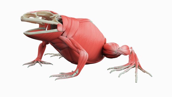 modelo 3d Esqueleto de cuerpo de rana y músculos estáticos - TurboSquid ...