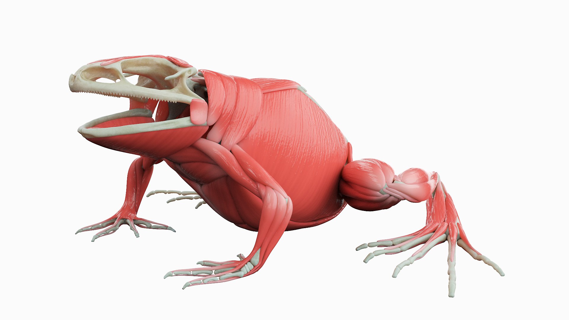 Frog Body Skeleton And Muscles Static 3D Model - TurboSquid 1907016
