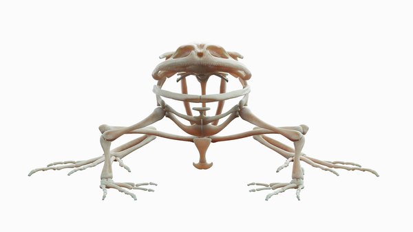 modelo 3d Esqueleto de cuerpo de rana y músculos estáticos - TurboSquid ...