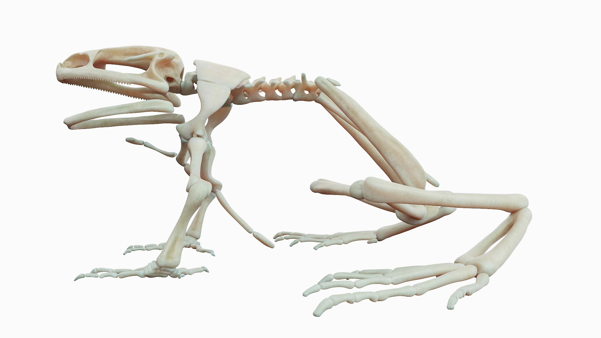 Frog Body Skeleton And Muscles Static 3D Model - TurboSquid 1907016