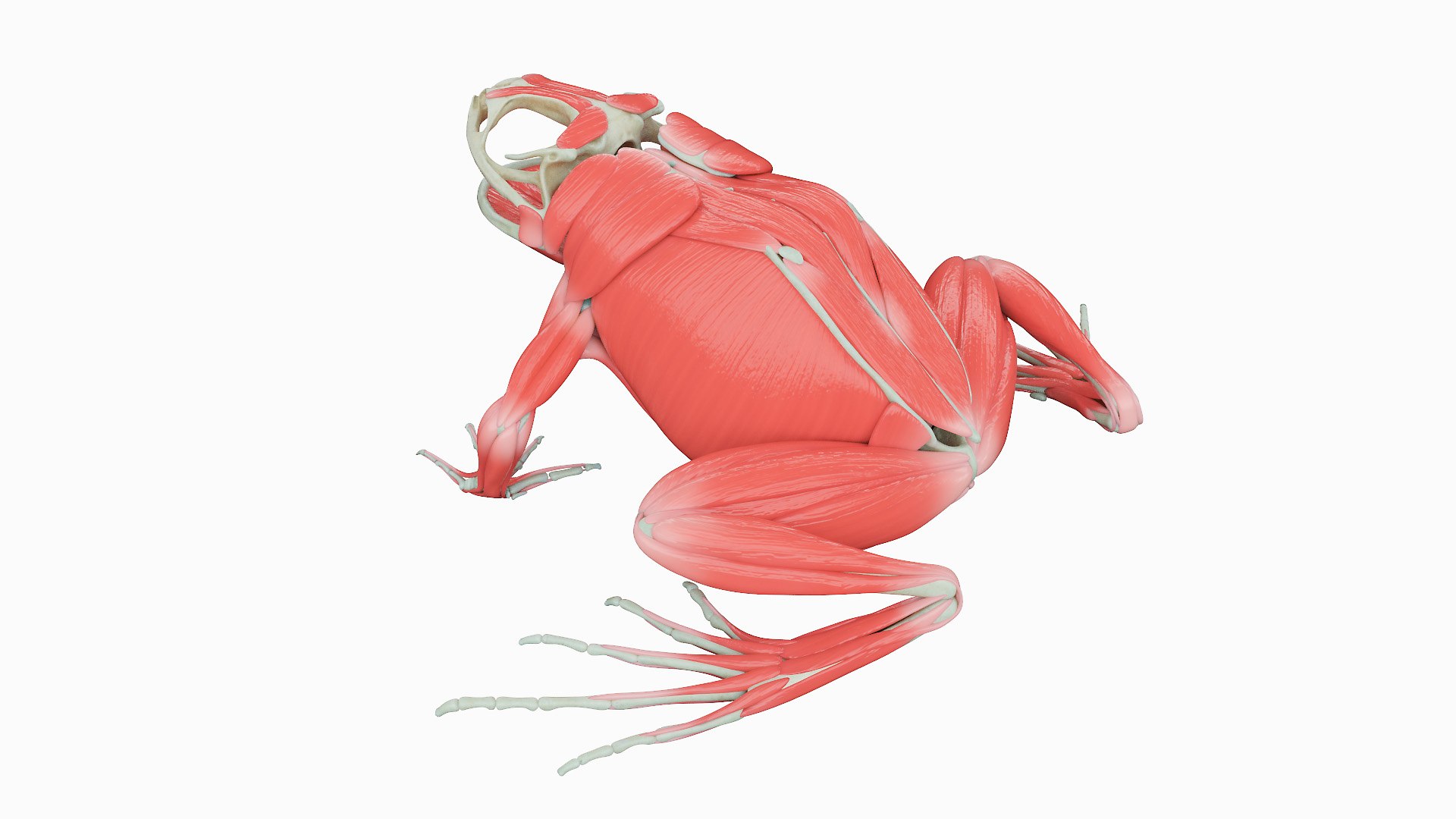 Frog Body Skeleton And Muscles Static 3D Model - TurboSquid 1907016