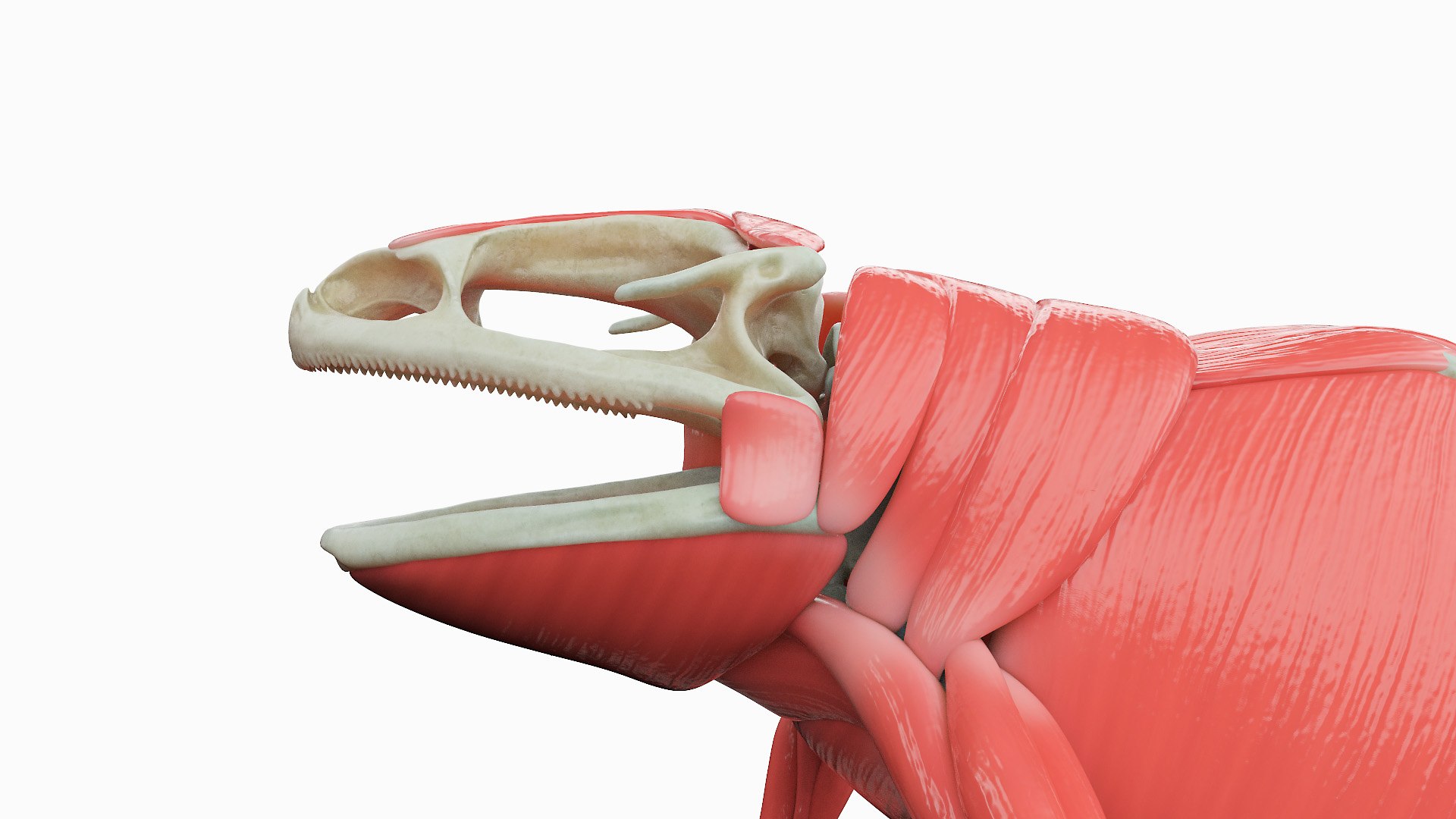 Frog Body Skeleton And Muscles Static 3D Model - TurboSquid 1907016