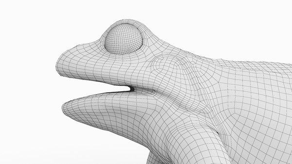 modelo 3d Esqueleto de cuerpo de rana y músculos estáticos - TurboSquid ...