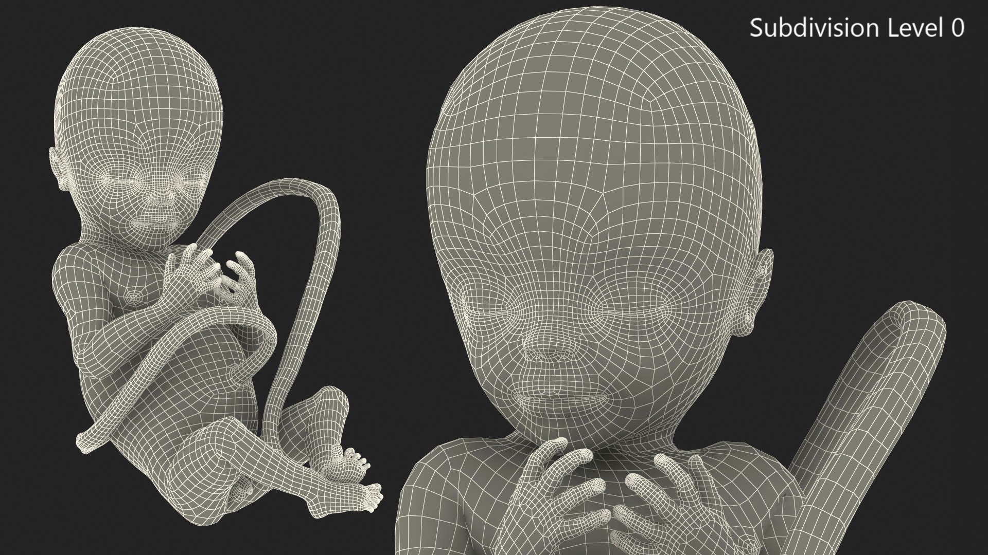 Free 3D human fetus 20 weeks model - TurboSquid 1657910