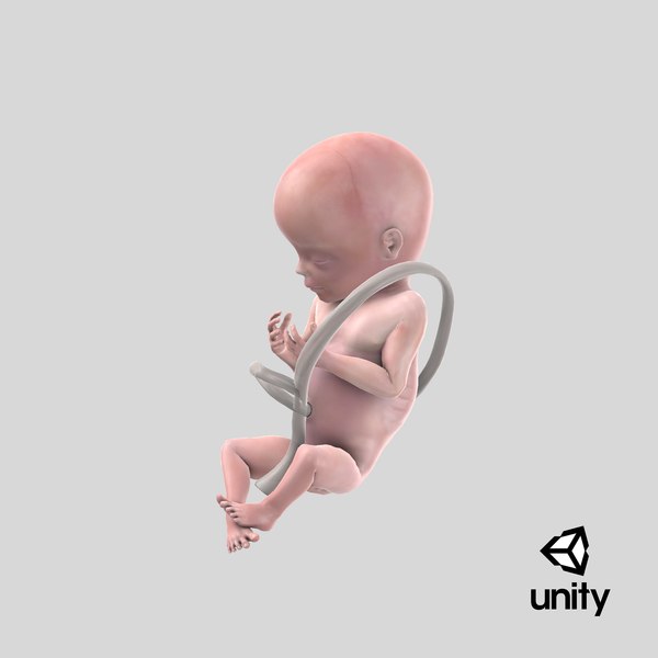 Free 3D human fetus 20 weeks model - TurboSquid 1657910