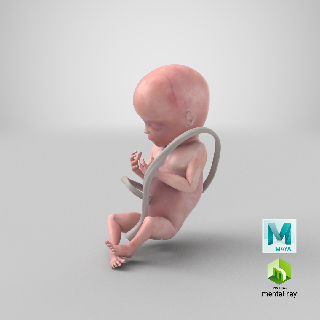 Free 3D human fetus 20 weeks model - TurboSquid 1657910