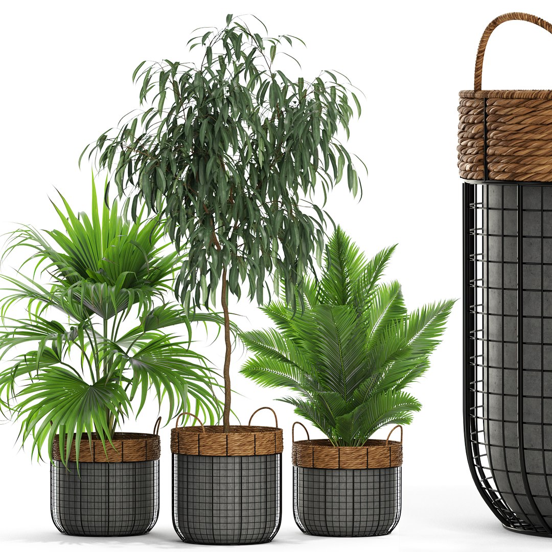 3D Model Plants - TurboSquid 1701092