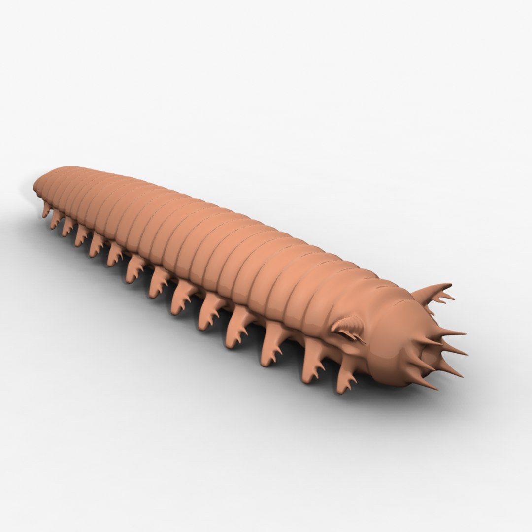 3D модель Rigged Velvet Worm - TurboSquid 923421