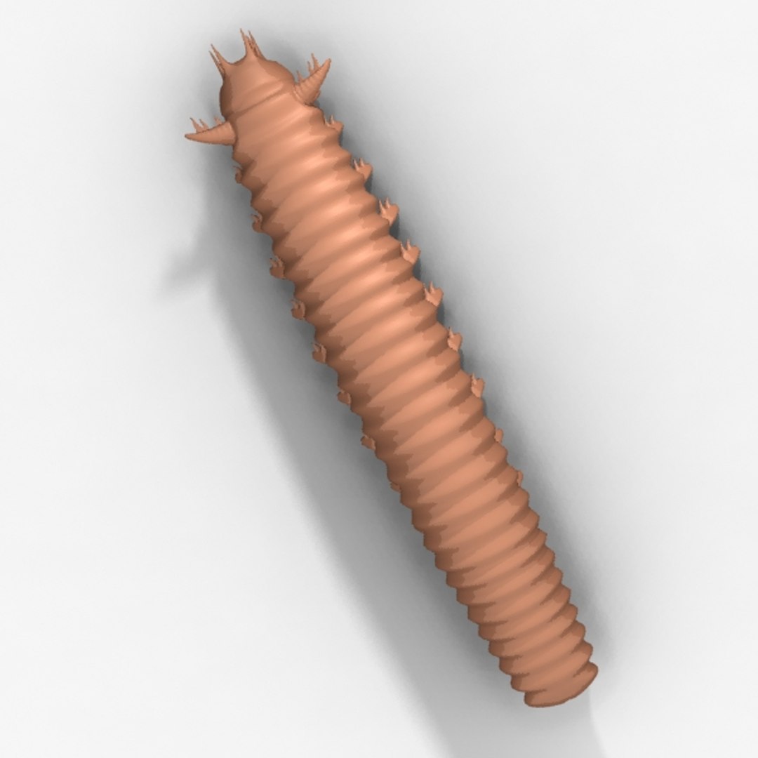 3d Model Rigged Velvet Worm