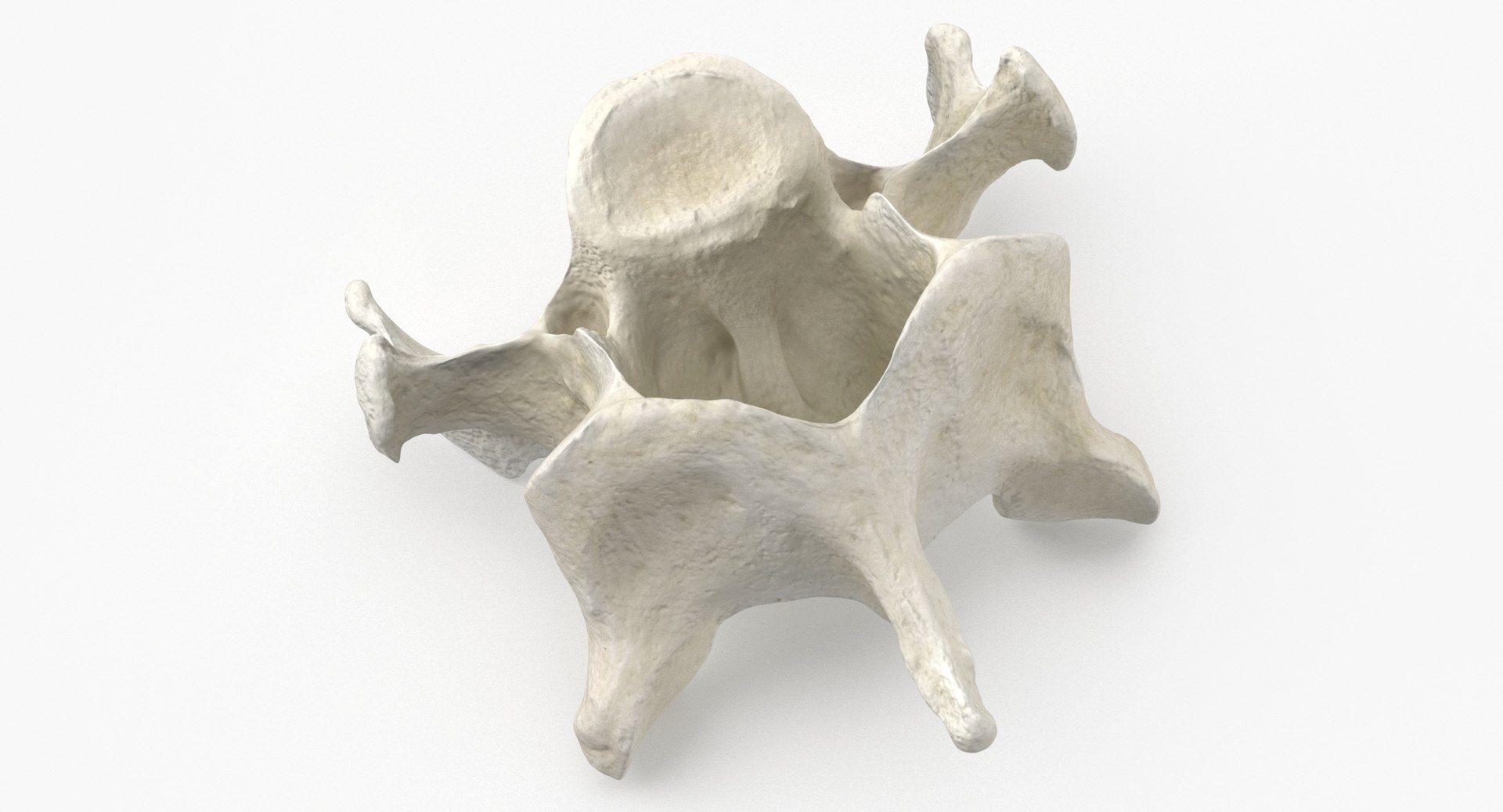 cat vertebrae bone