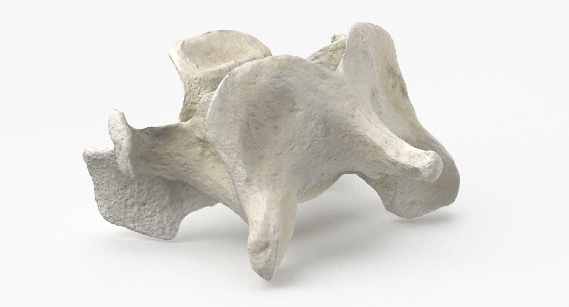 Domestic Cat Cervical Vertebrae C5 3D - TurboSquid 1942064