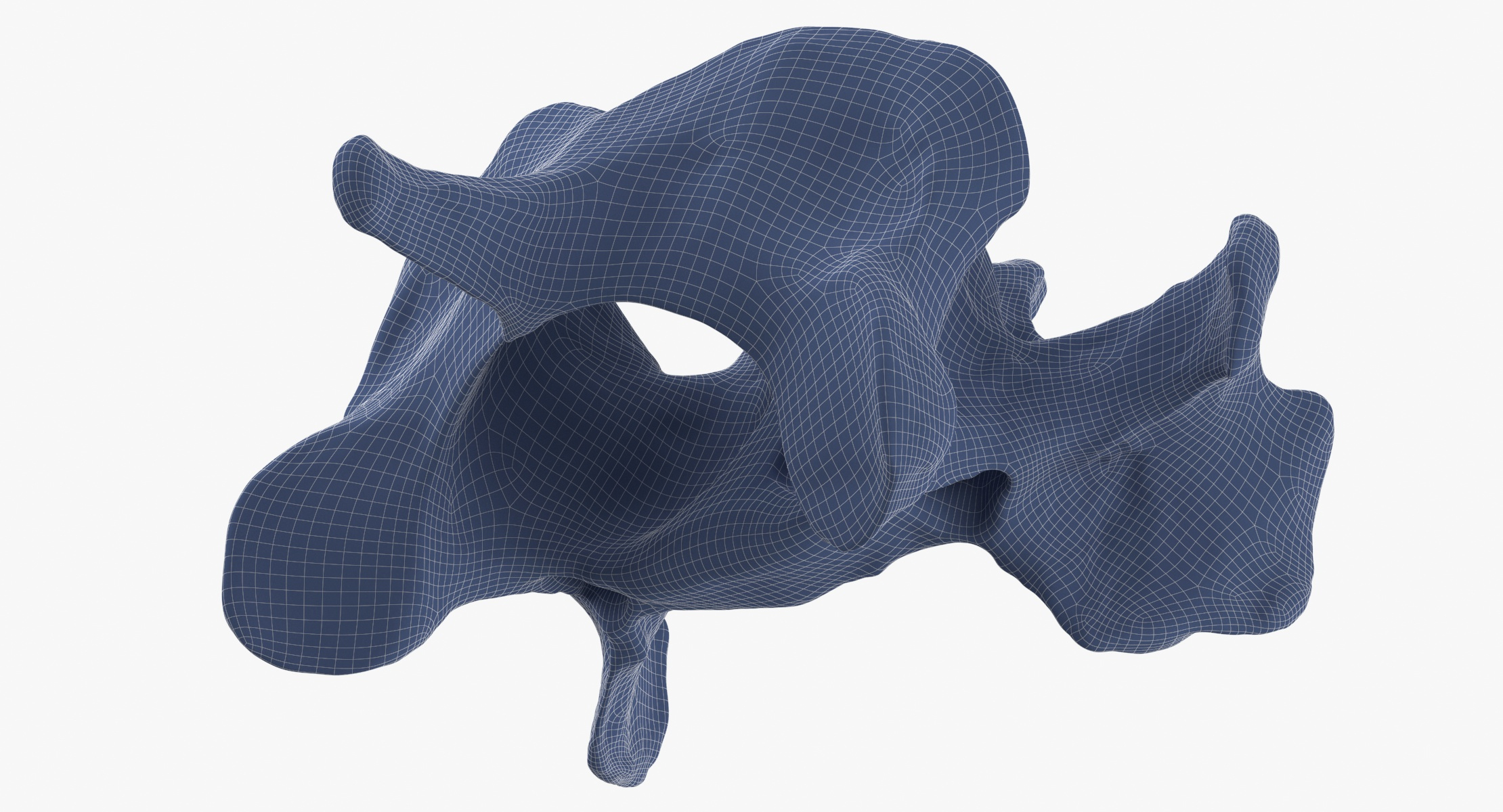 Domestic Cat Cervical Vertebrae C5 3D - TurboSquid 1942064