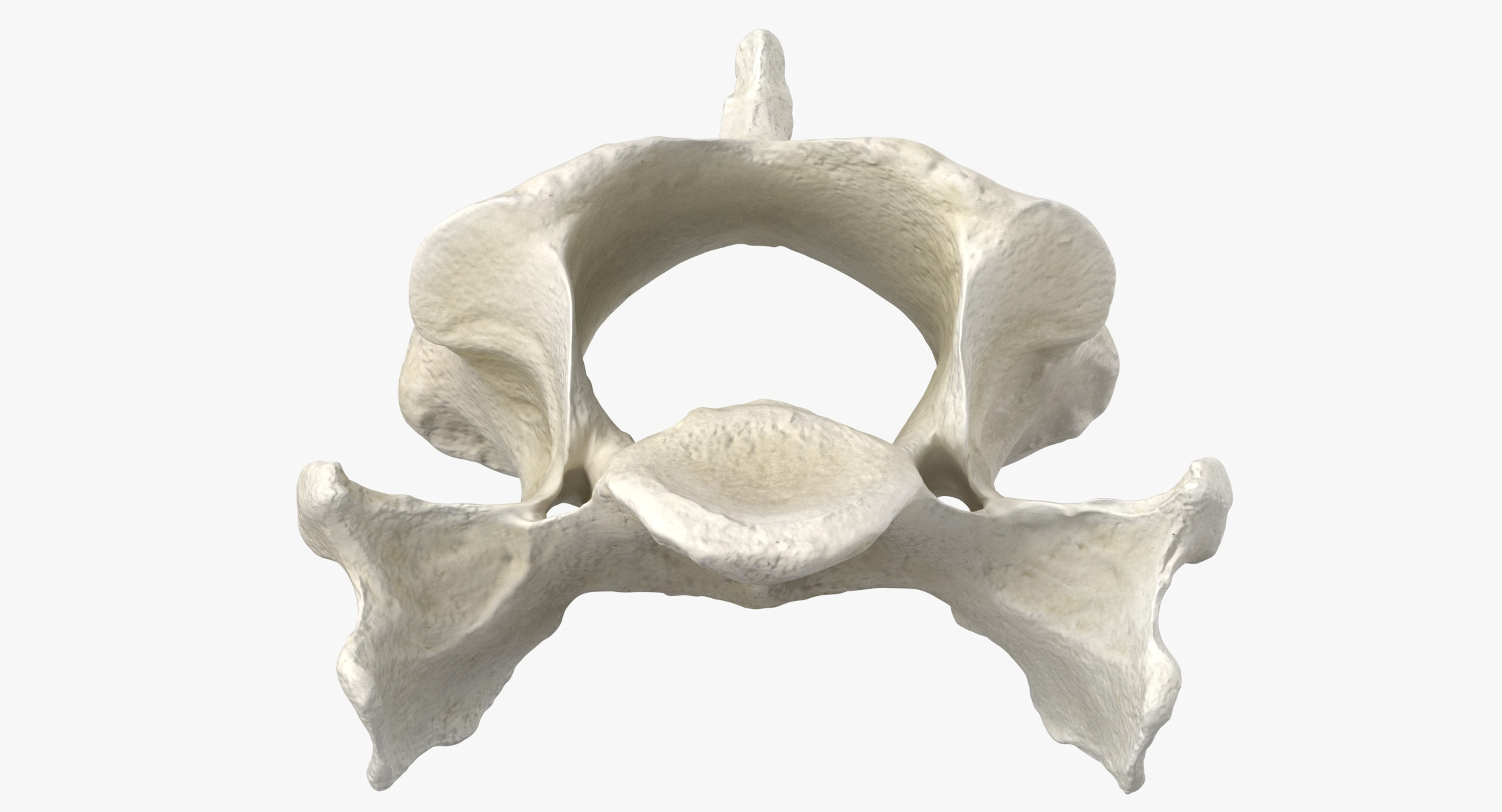Domestic Cat Cervical Vertebrae C5 3D - TurboSquid 1942064