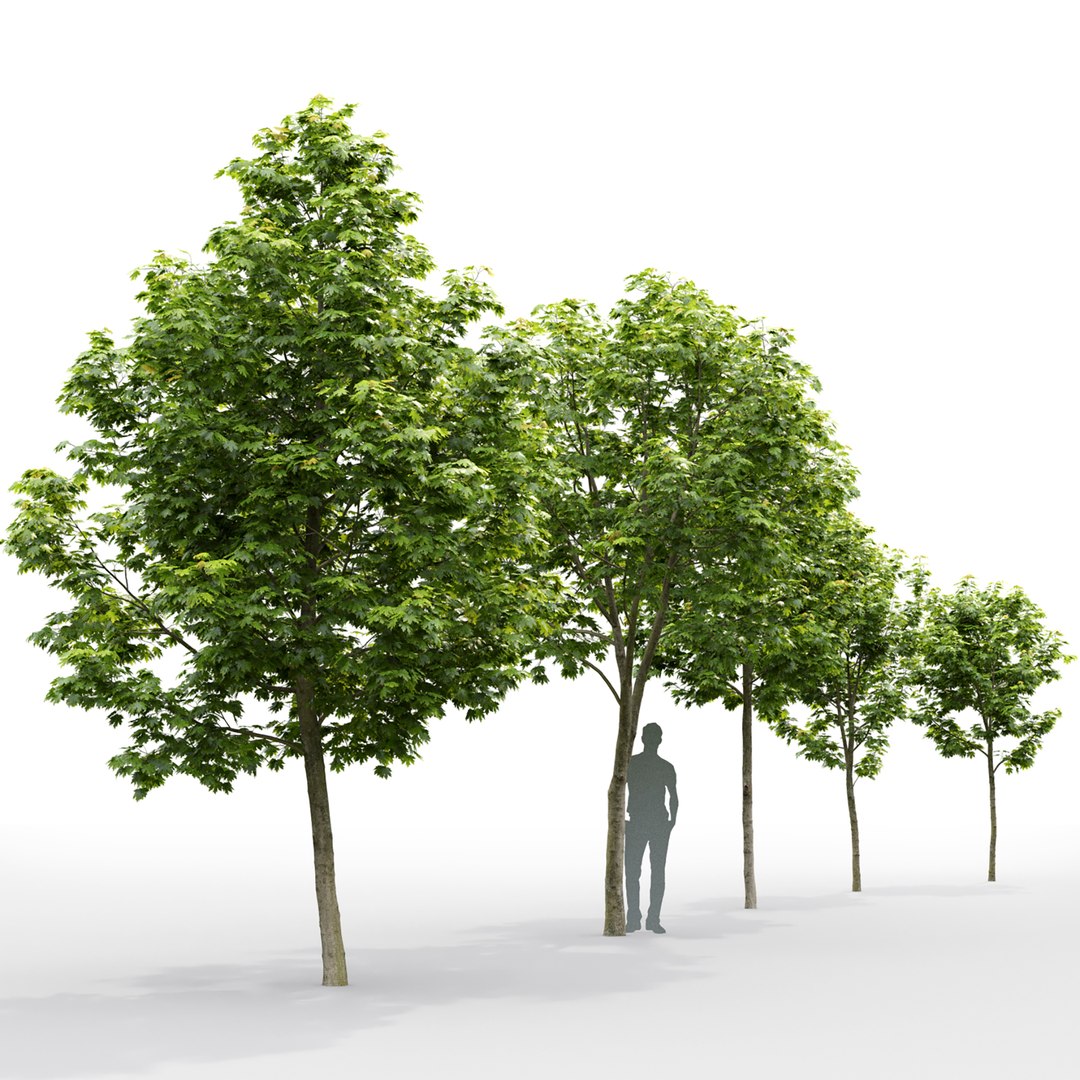 3D model maple trees - TurboSquid 1692682