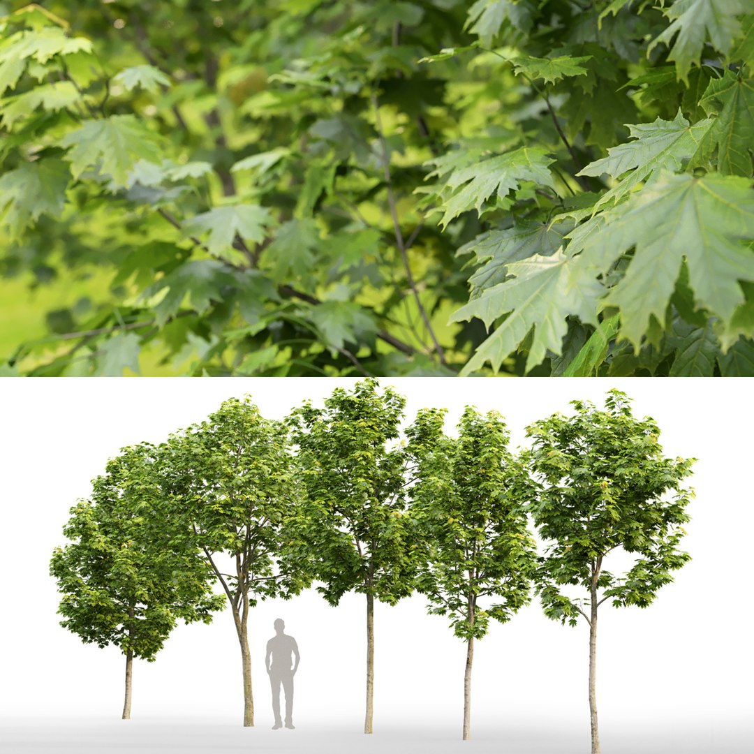 3D model maple trees - TurboSquid 1692682