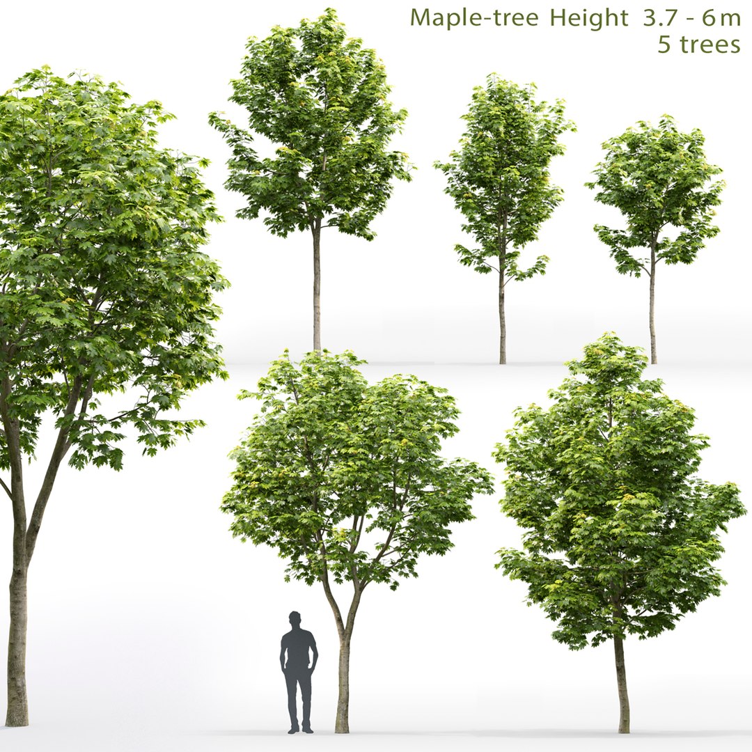 3D model maple trees - TurboSquid 1692682
