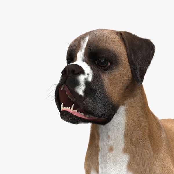 Boxer Dog HD 3D model - TurboSquid 1734942