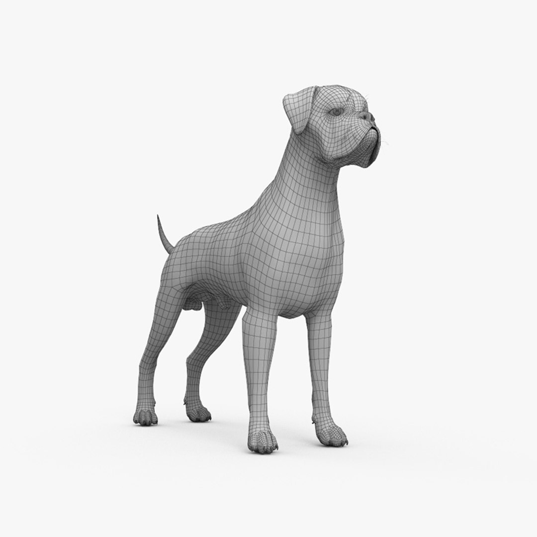 Boxer Dog HD 3D Model - TurboSquid 1734942