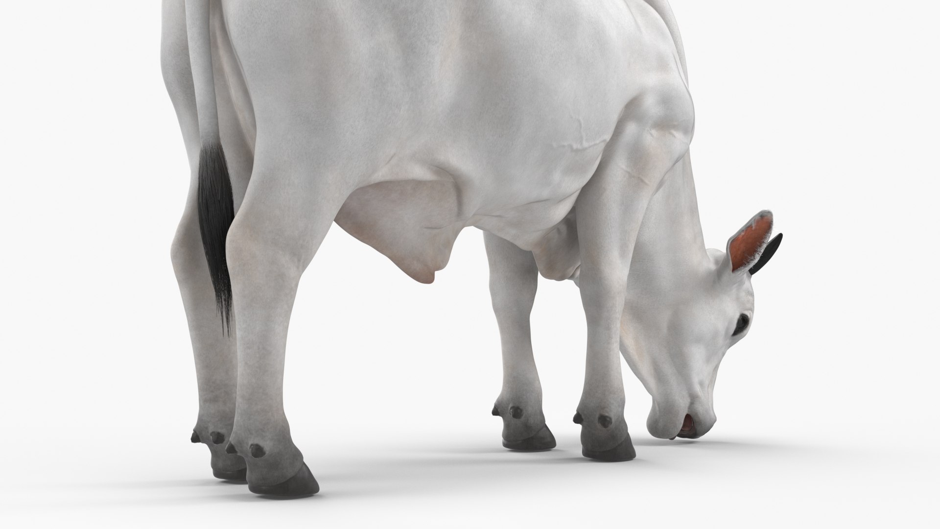 Nelore Cow Male Eating Fur Model - TurboSquid 2317671