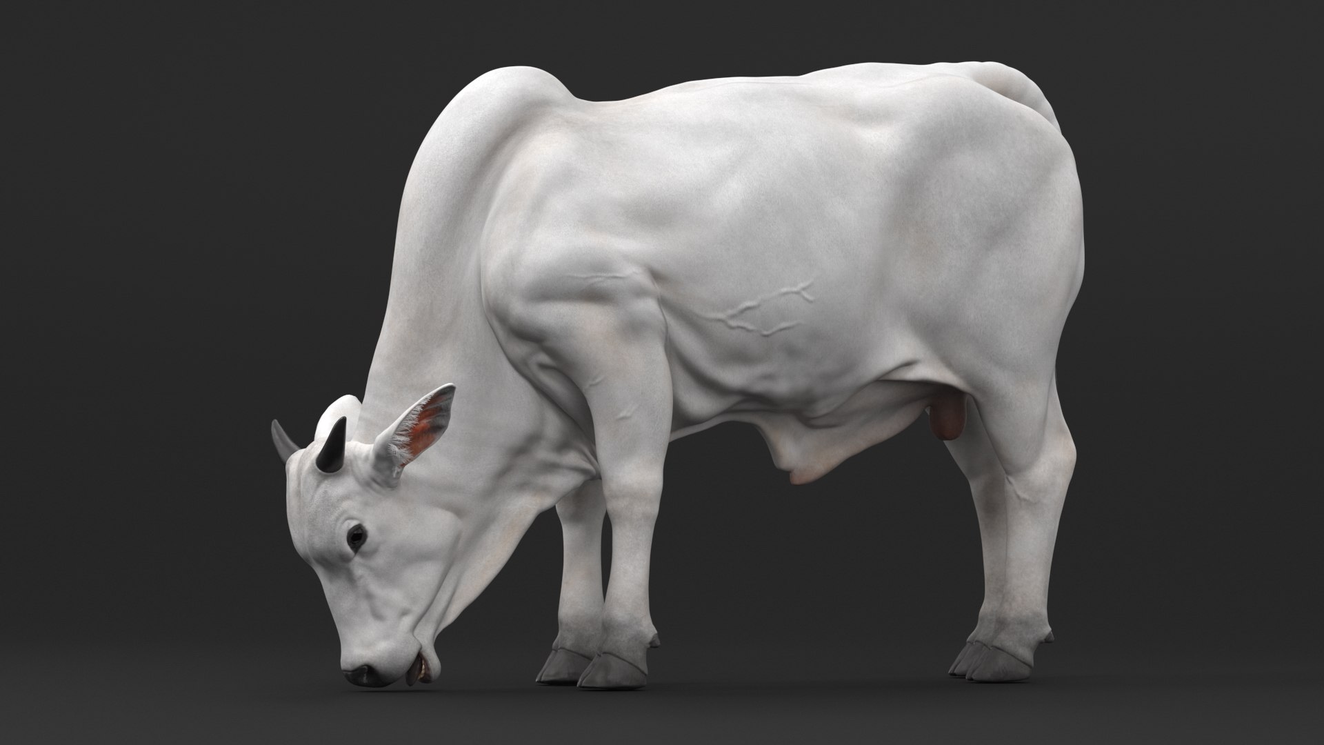 Nelore Cow Male Eating Fur Model - TurboSquid 2317671