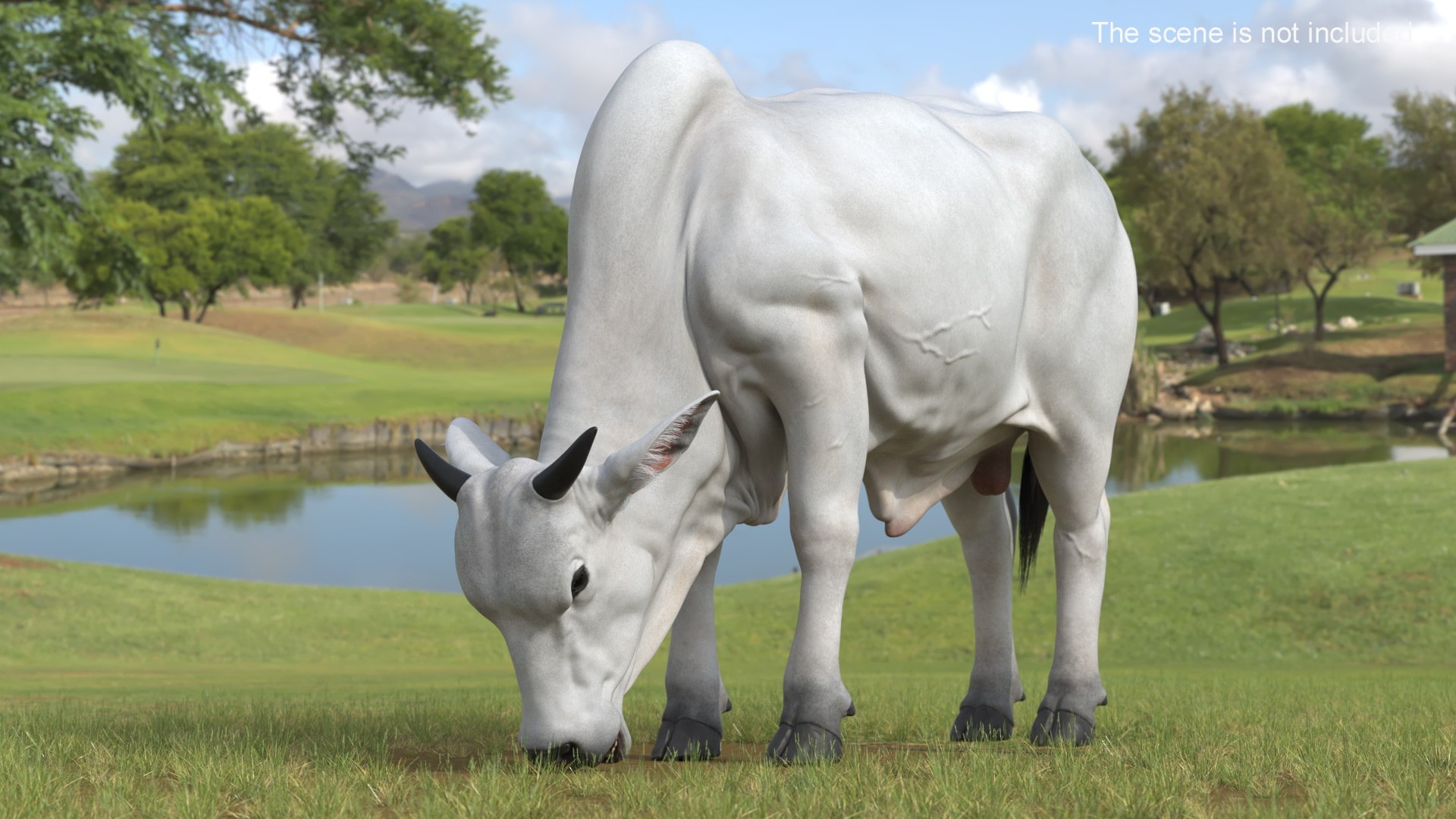 Nelore Cow Male Eating Fur Model - TurboSquid 2317671