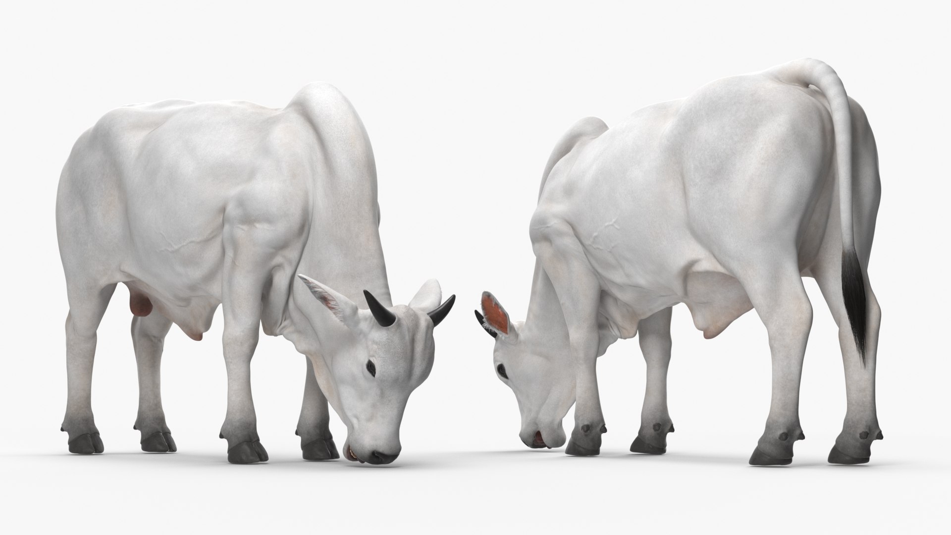 Nelore Cow Male Eating Fur Model - TurboSquid 2317671