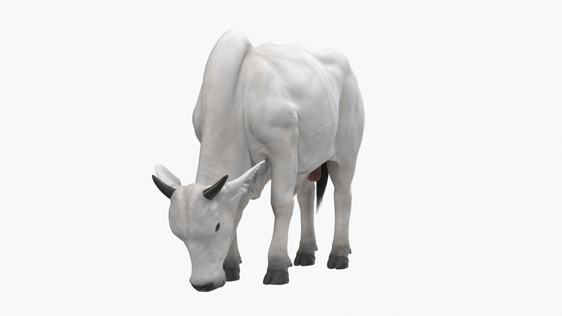 Nelore Cow Male Eating Fur Model - TurboSquid 2317671