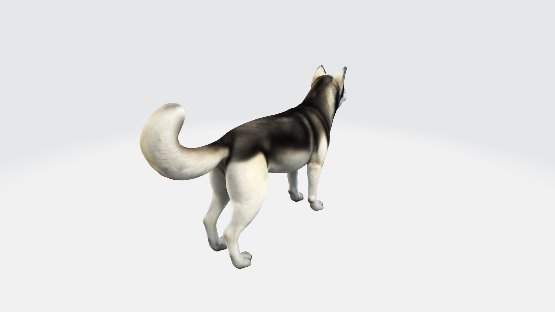 3D Siberian Husky Dog 3d Model High Resolution Model - TurboSquid 2351294