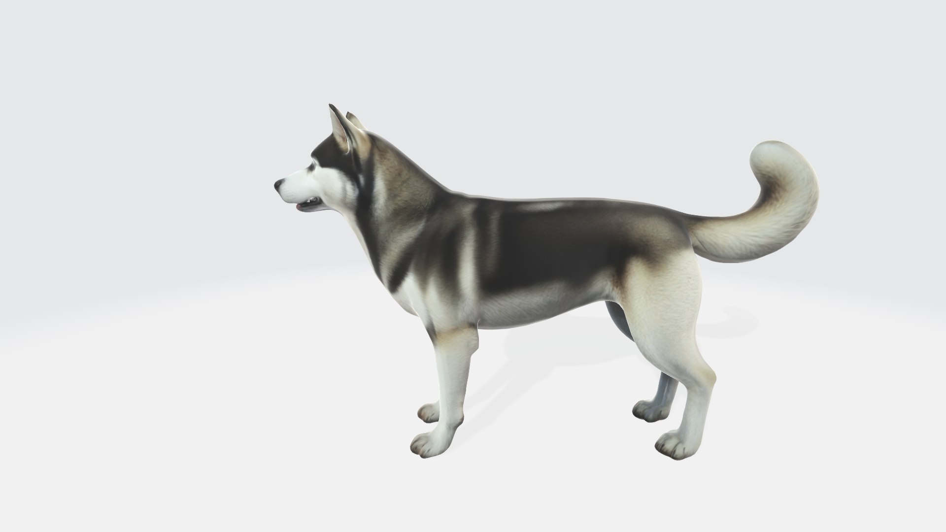 3D Siberian Husky Dog 3d Model High Resolution Model - TurboSquid 2351294