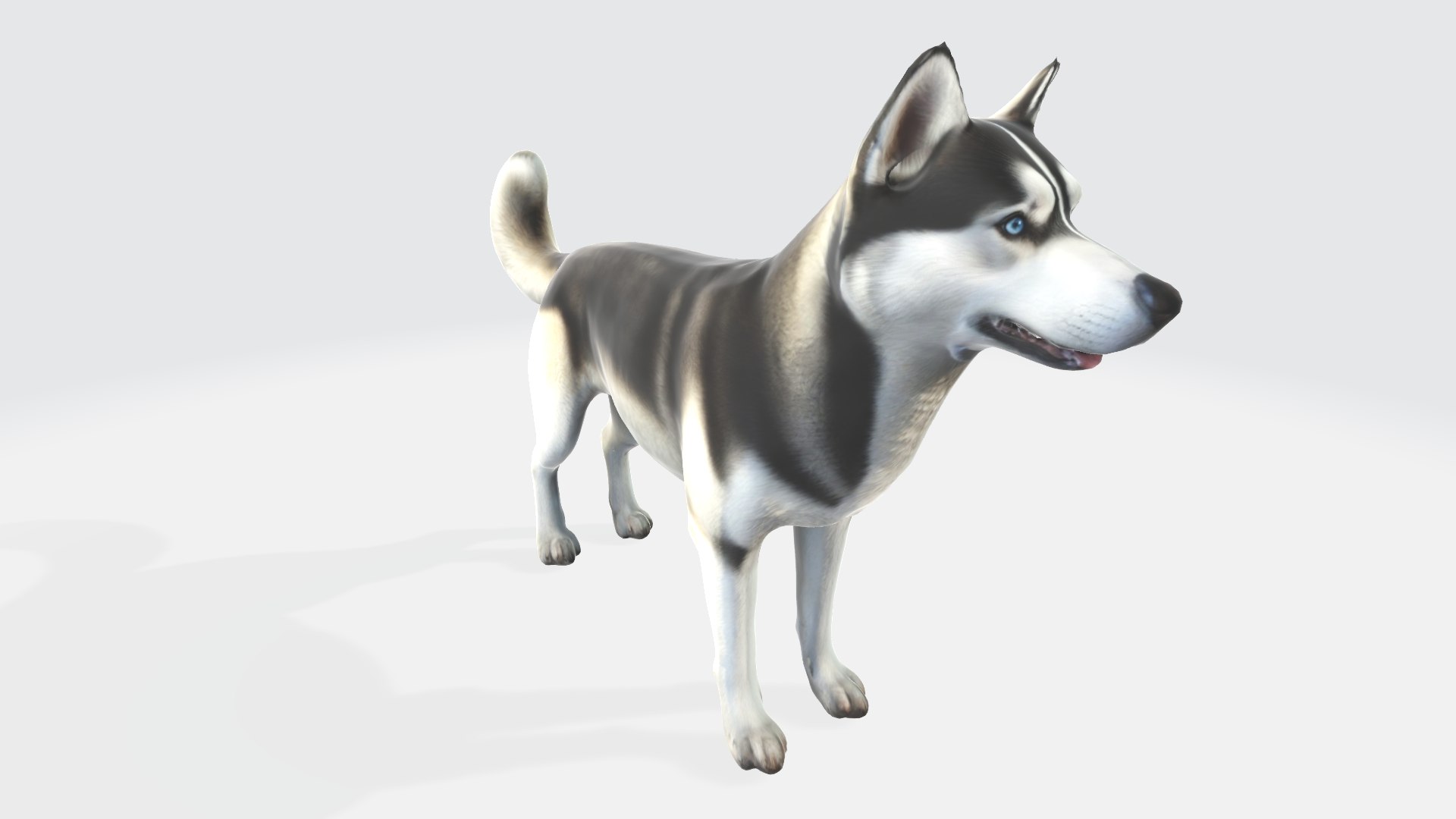 3D Siberian Husky Dog 3d Model High Resolution Model - TurboSquid 2351294
