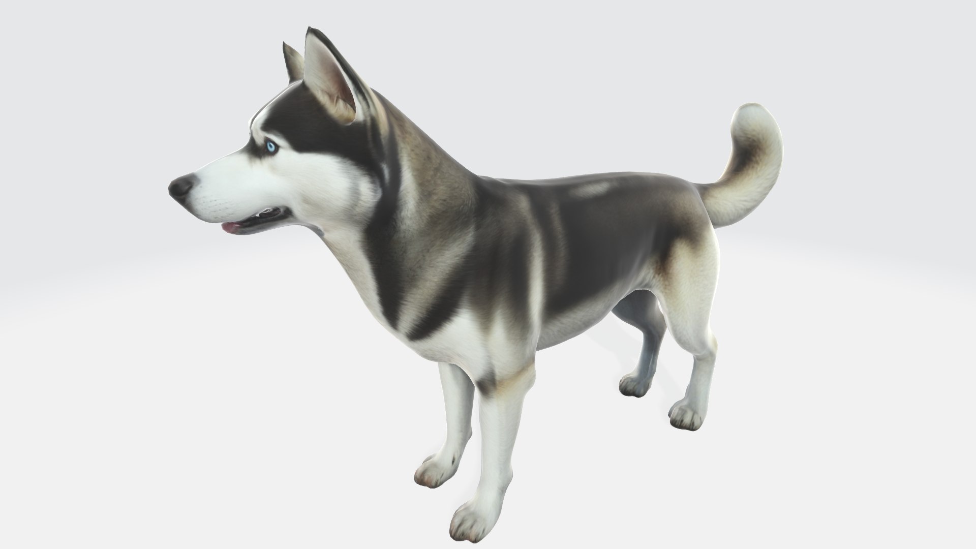 3D Siberian Husky Dog 3d Model High Resolution Model - TurboSquid 2351294