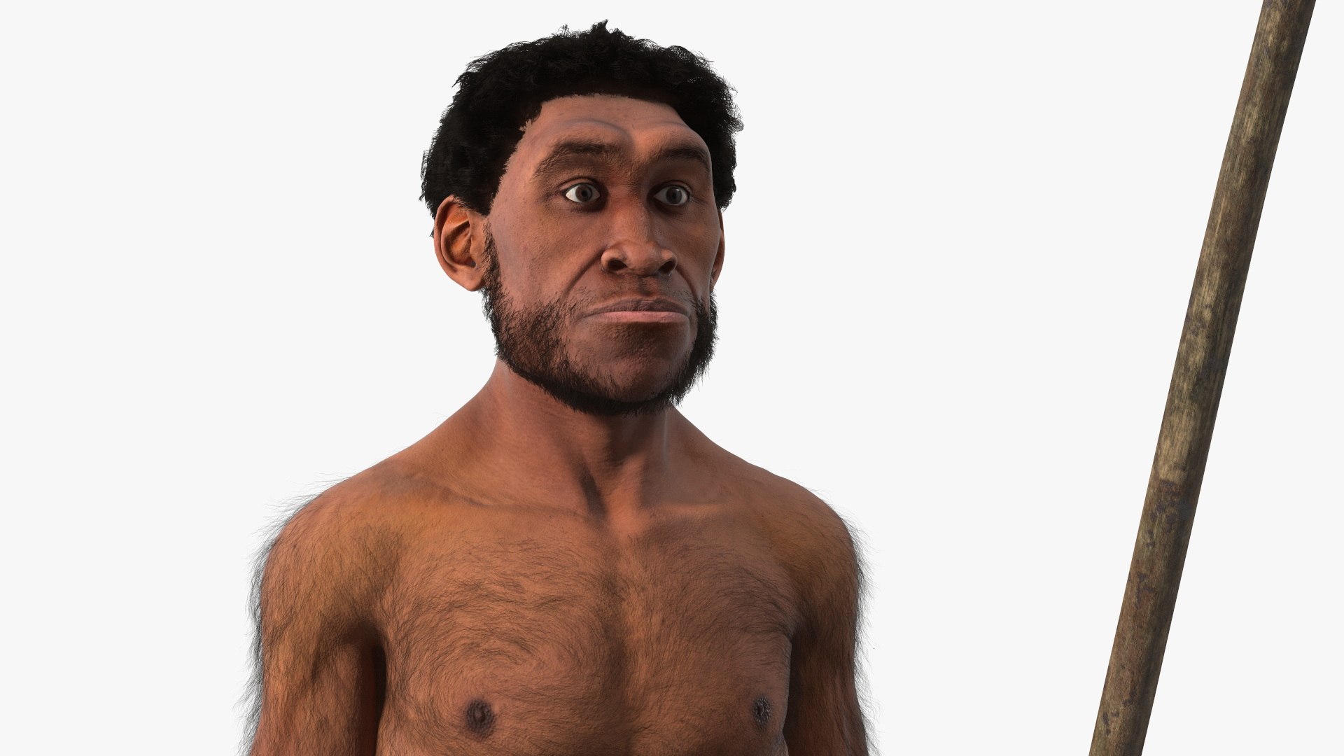 3D Homo Erectus with Spear Fur - TurboSquid 2170069